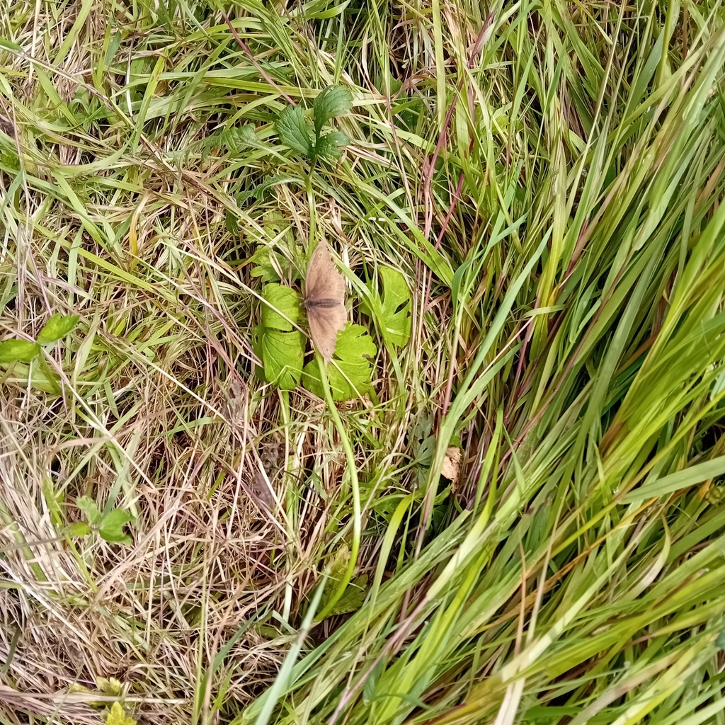 Meadow Brown from Fernhurst, Haslemere GU27 3HA, UK on July 17, 2024 at ...