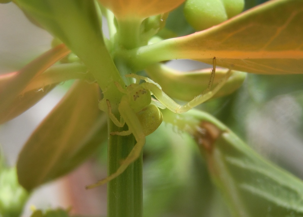Triangle Crab Spider from 638台灣雲林縣麥寮鄉 on July 16, 2024 at 10:04 AM by ...
