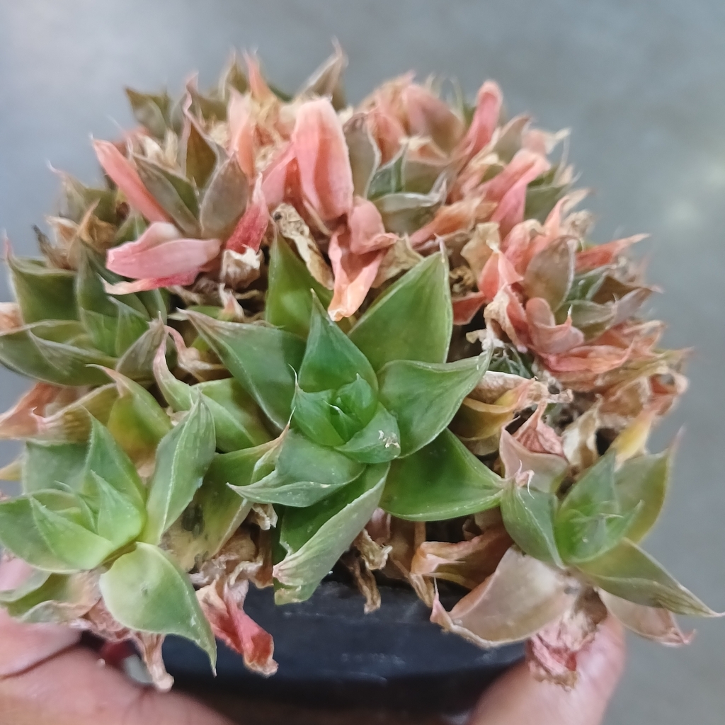 Streak Haworthia from Hector Pieterson Museum, Maseko Str, Orlando West ...