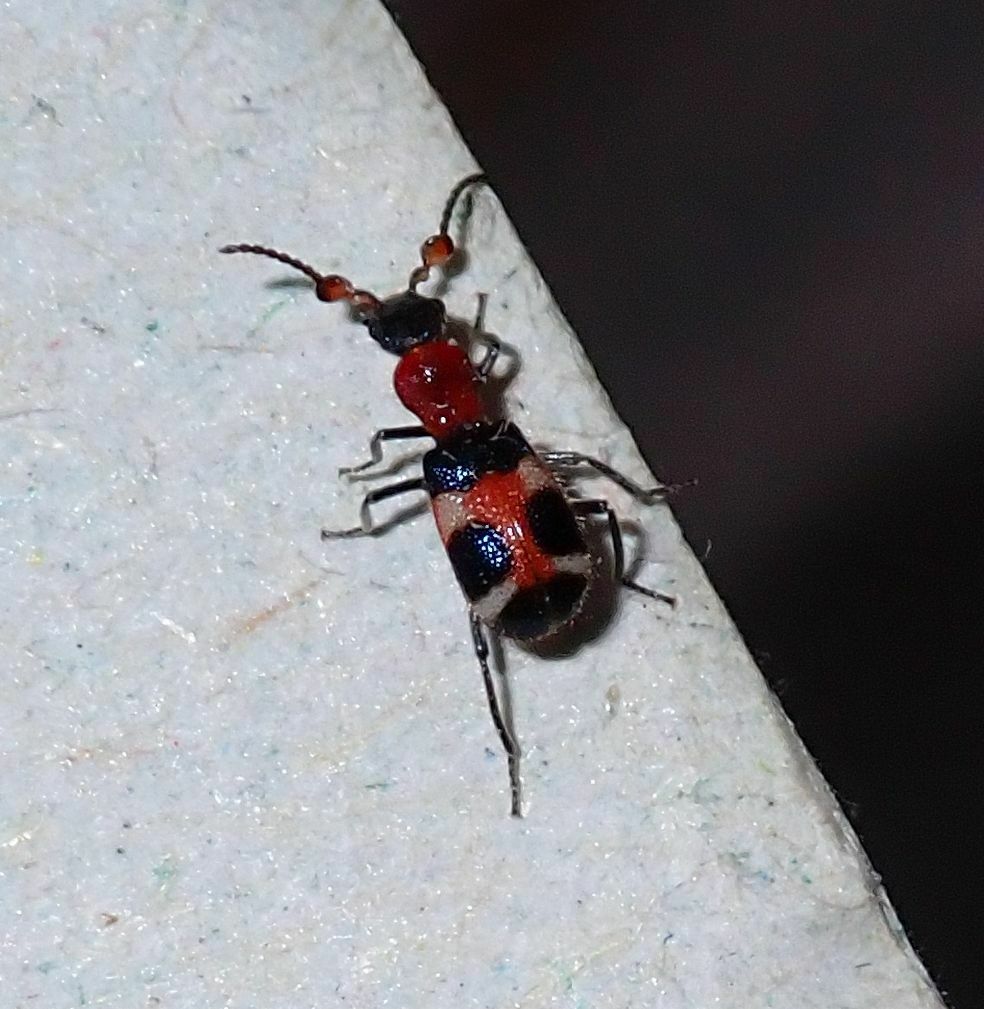 Intybia korshunovi from 1-Ban Phon Ngam, Udon Thani, Thaïlande on July 17, 2024 at 02:51 PM by ...