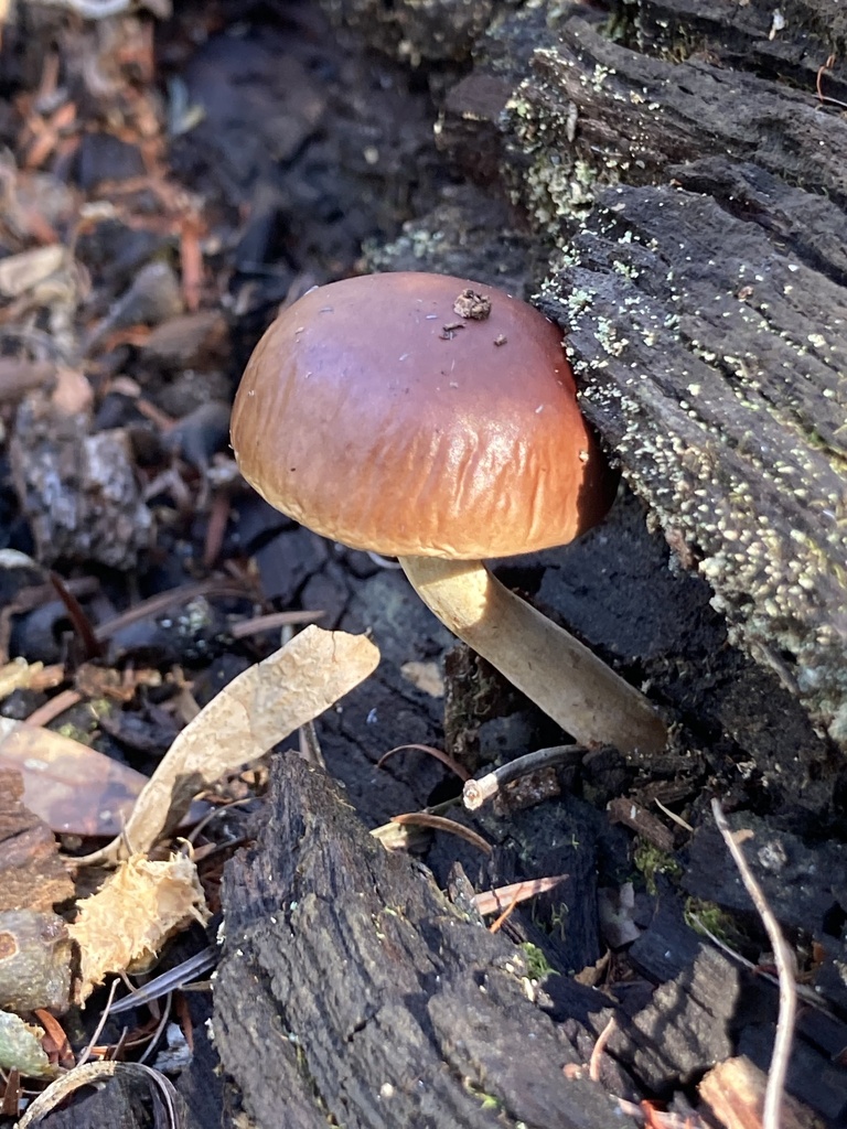 marshmallow bolete from Bramley National Park, Bramley, WA, AU on July ...