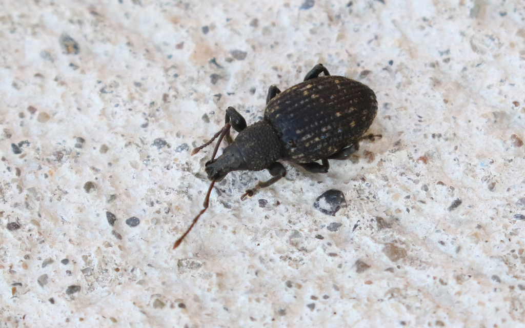 Black Vine Weevil from Sunset Hill, Spokane, WA, USA on July 9, 2024 at ...