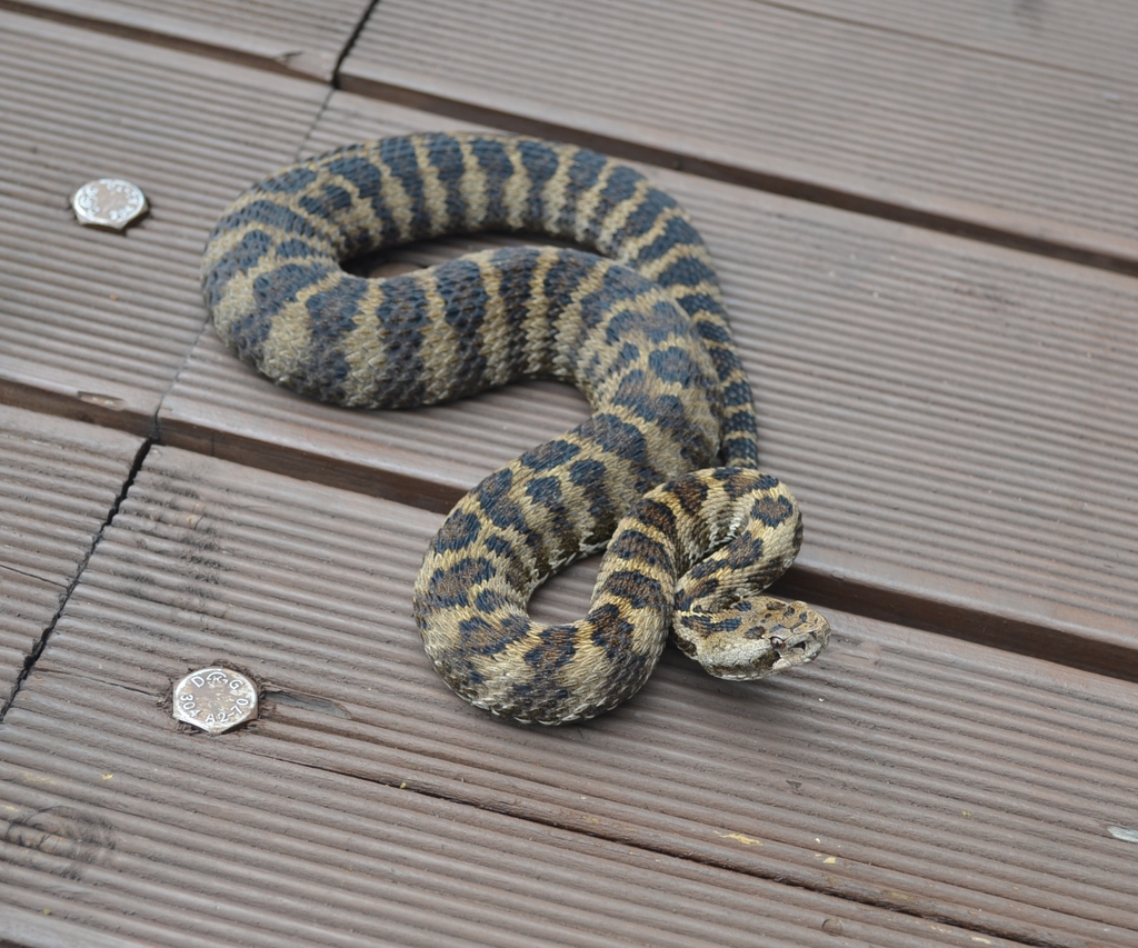 Central Asian Pitviper in July 2024 by Yucheol Shin · iNaturalist