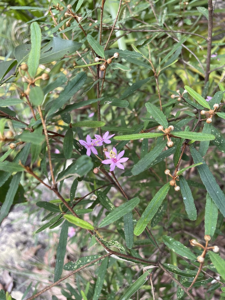 Phebalium nottii from Upper Warrego, QLD, AU on July 14, 2024 at 11:27 ...