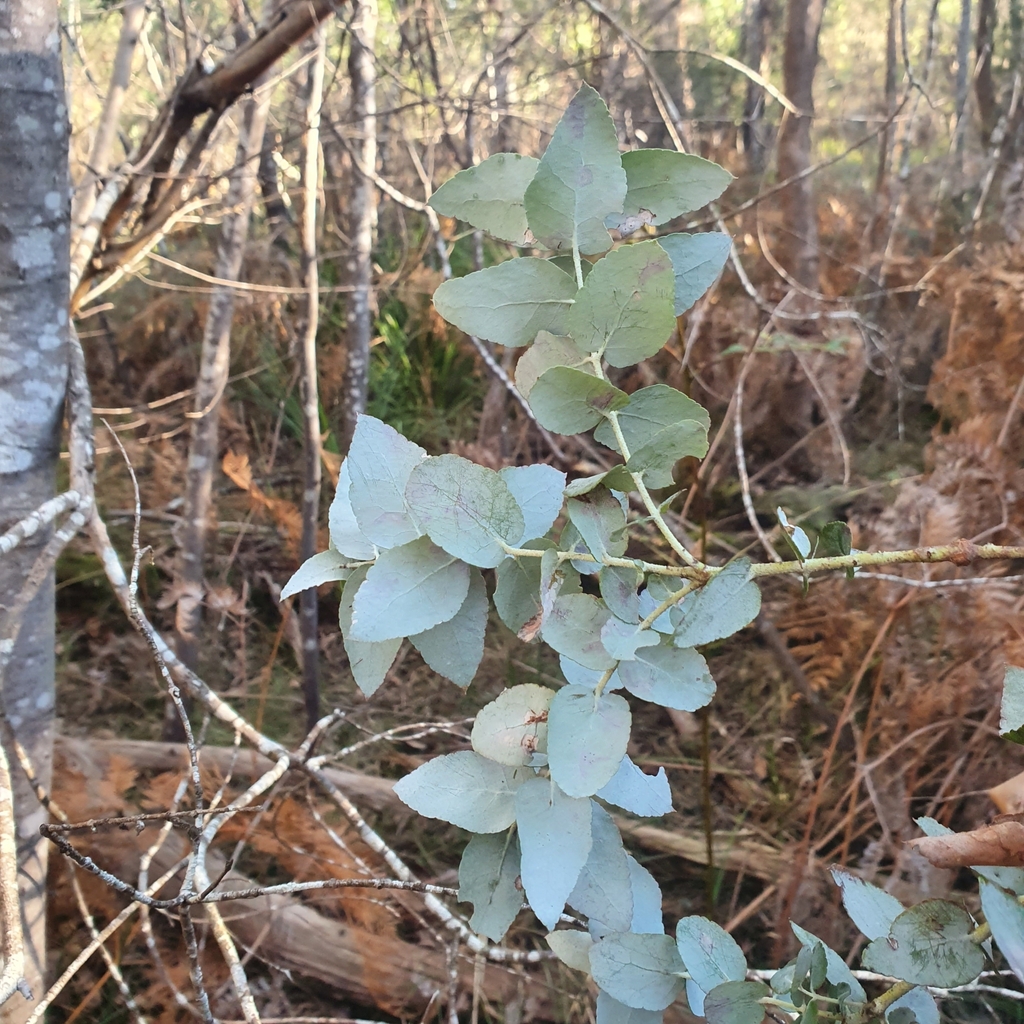 Buxton silver gum from Buxton VIC 3711, Australia on July 6, 2024 at 03 ...
