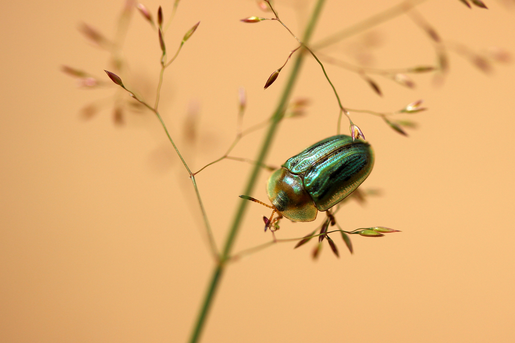 Cassida lineola from Луховицкий р-н, Московская обл., Россия on June 23 ...