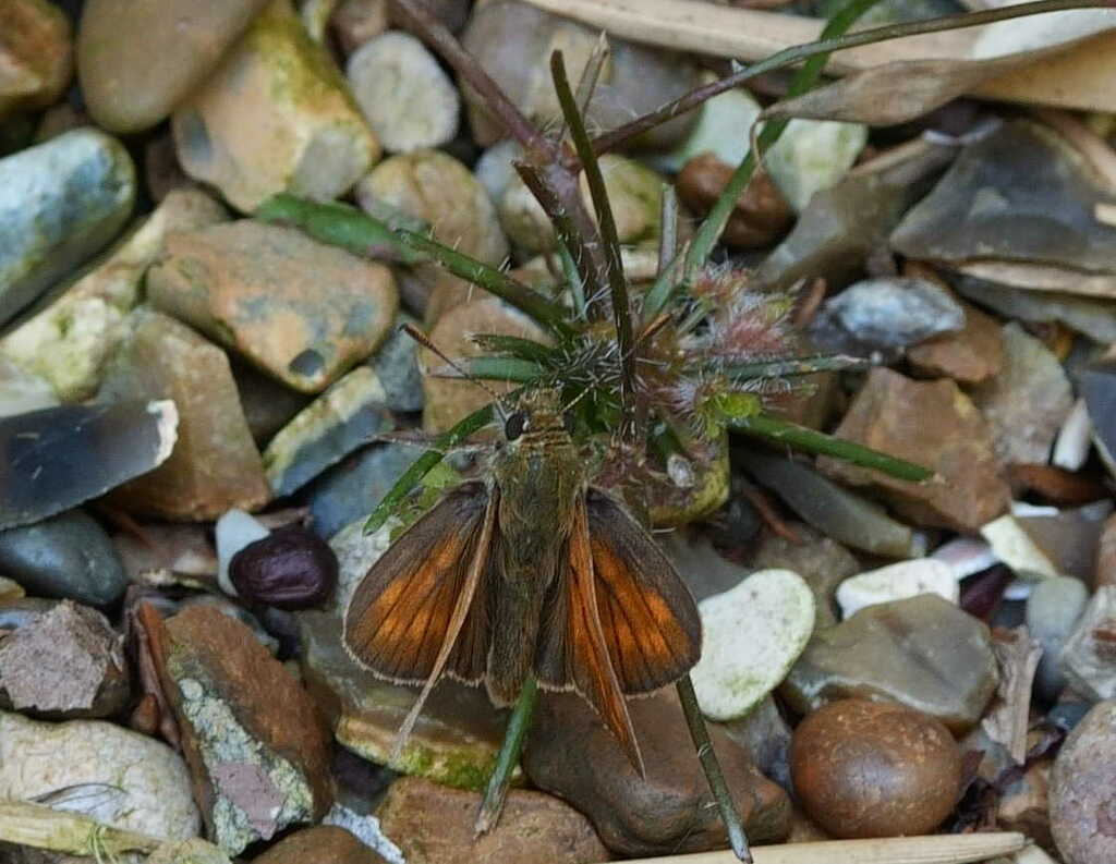 Large Skipper from Temple Ewell, Dover, UK on July 17, 2024 at 10:45 AM ...