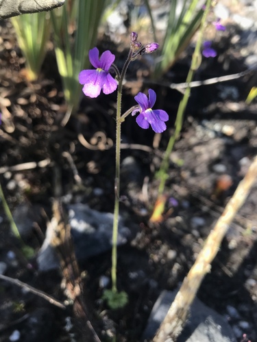 Genlisea metallica · iNaturalist