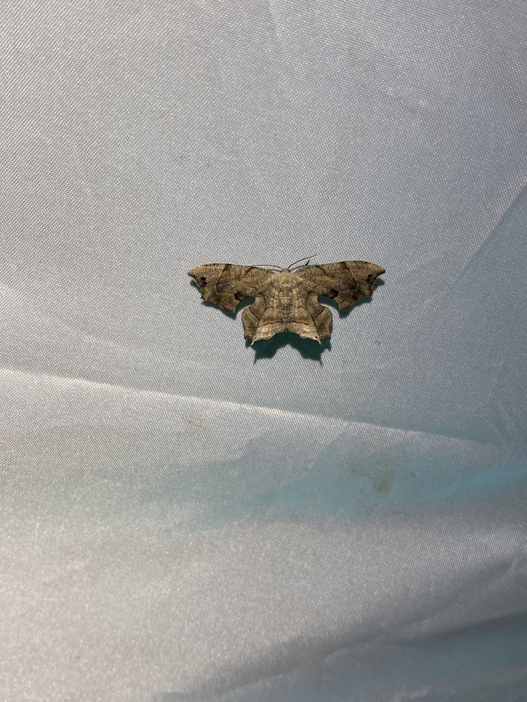 Epiplema arizana from 西峡县, 南阳市, 河南省, CN on July 12, 2024 at 09:34 PM by ...