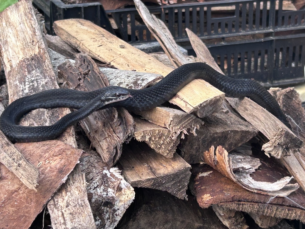 Northern Black Racer in July 2024 by fieldstonefarm · iNaturalist