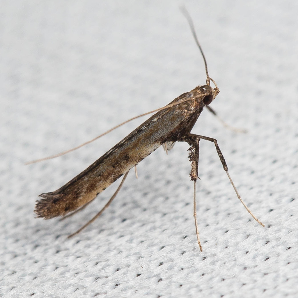Caloptilia (Moths of Quail Hollow) · iNaturalist