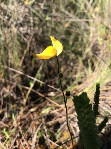 Genlisea aurea · iNaturalist