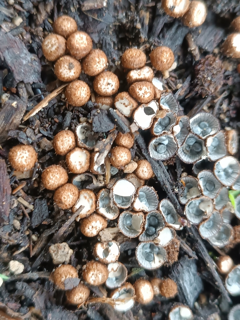 Cyathus from La Florida, 45609 Zapopan, Jal., México on July 11, 2024 ...