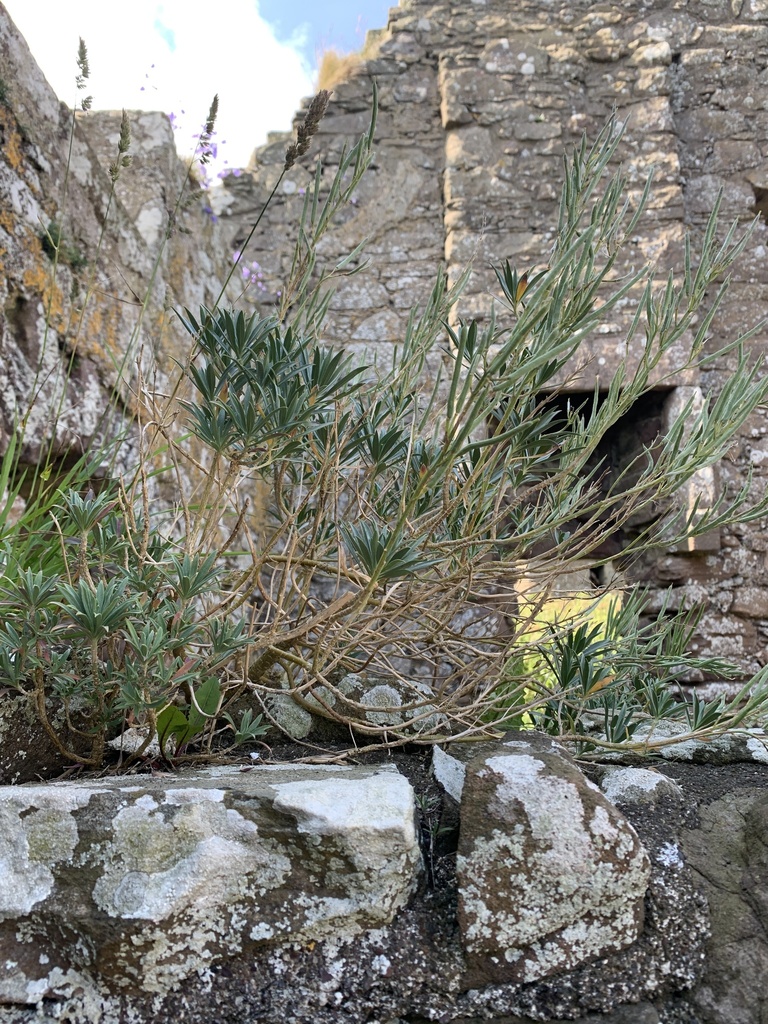 Something from Dunnottar Castle, Stonehaven, Scotland, GB on July 17 ...