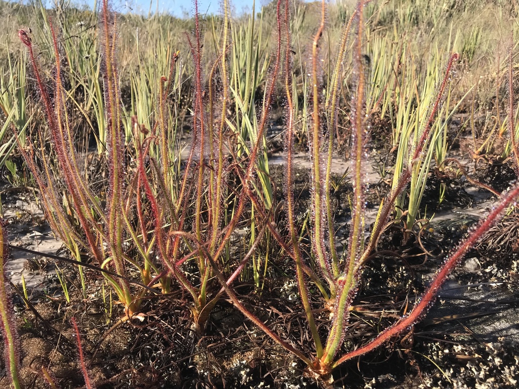 Drosera spiralis in June 2019 by william_hoyer · iNaturalist