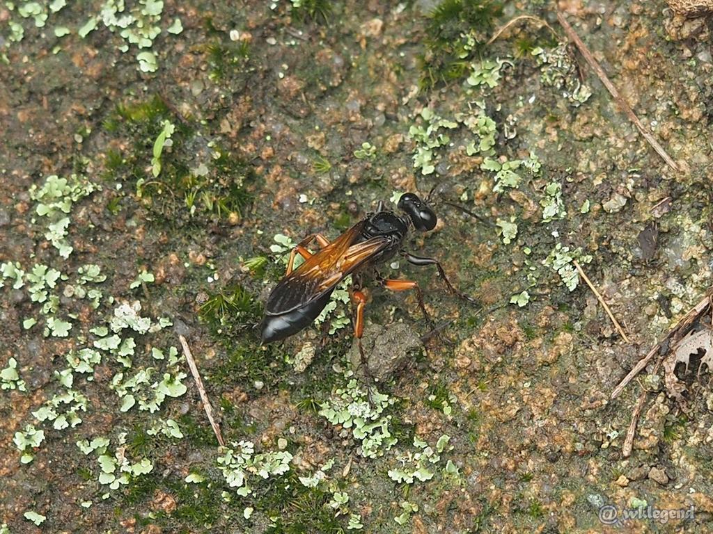 Sphex subtruncatus from Kwun Tong, HK on June 1, 2019 at 11:38 AM by ...