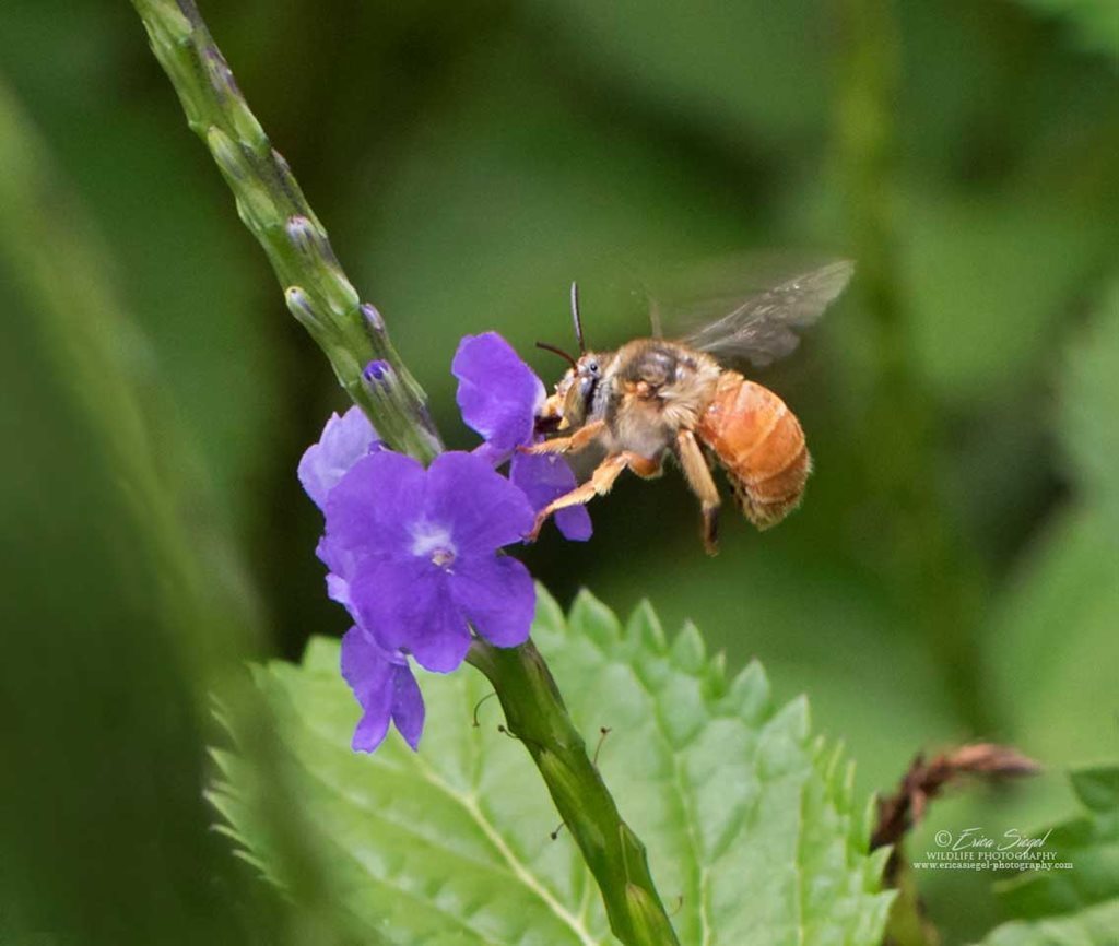 Amegilla rhodoscymna from 612 West Mt.Cotton Rd Mt Cotton 4165 Qld ...