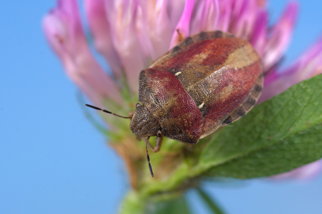 Tortoise Bug from Namur, Wallonie, Belgium on May 26, 2019 at 07:57 PM ...