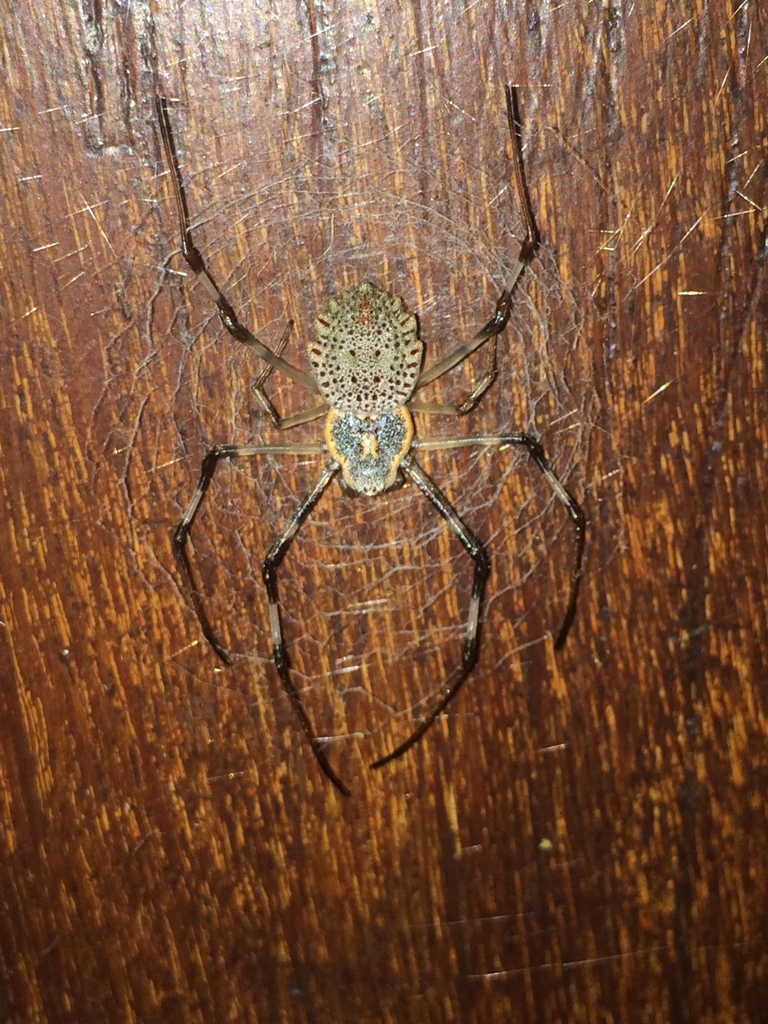 Ornamental Tree Trunk Spider from 81550, Senai, Johore, MY on May 24 ...