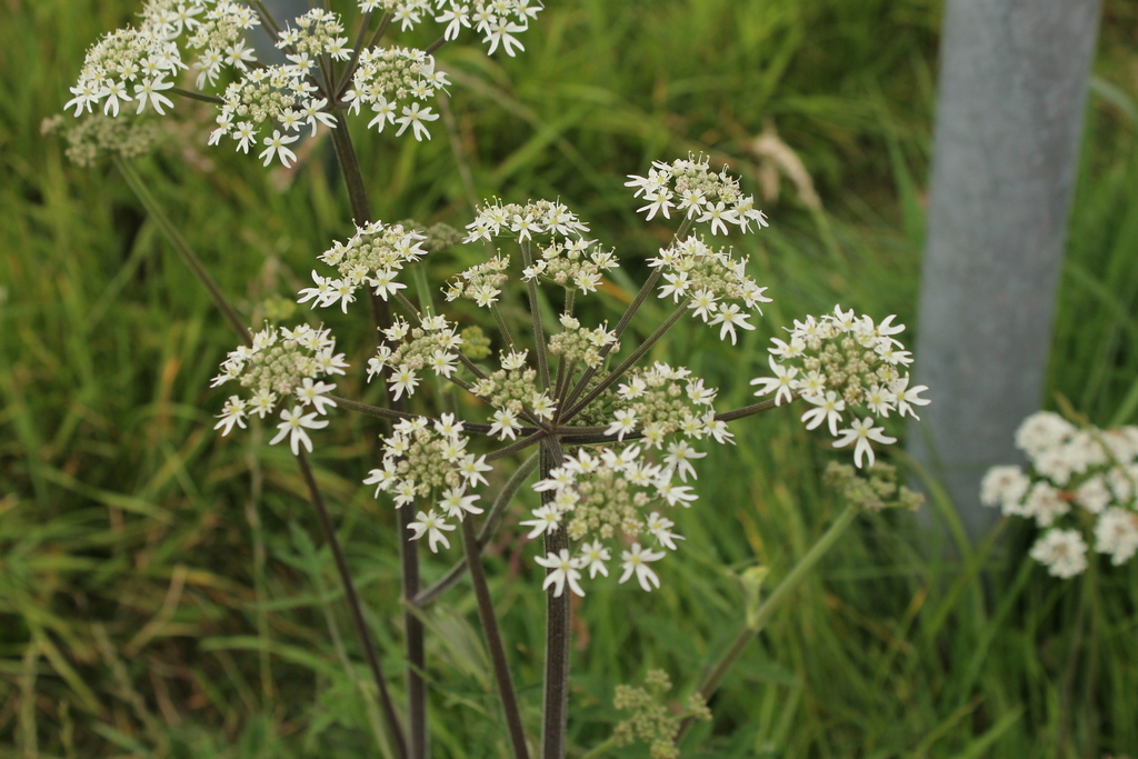 hogweed from Killin FK21, UK on July 11, 2024 at 10:12 AM by Pablo de ...