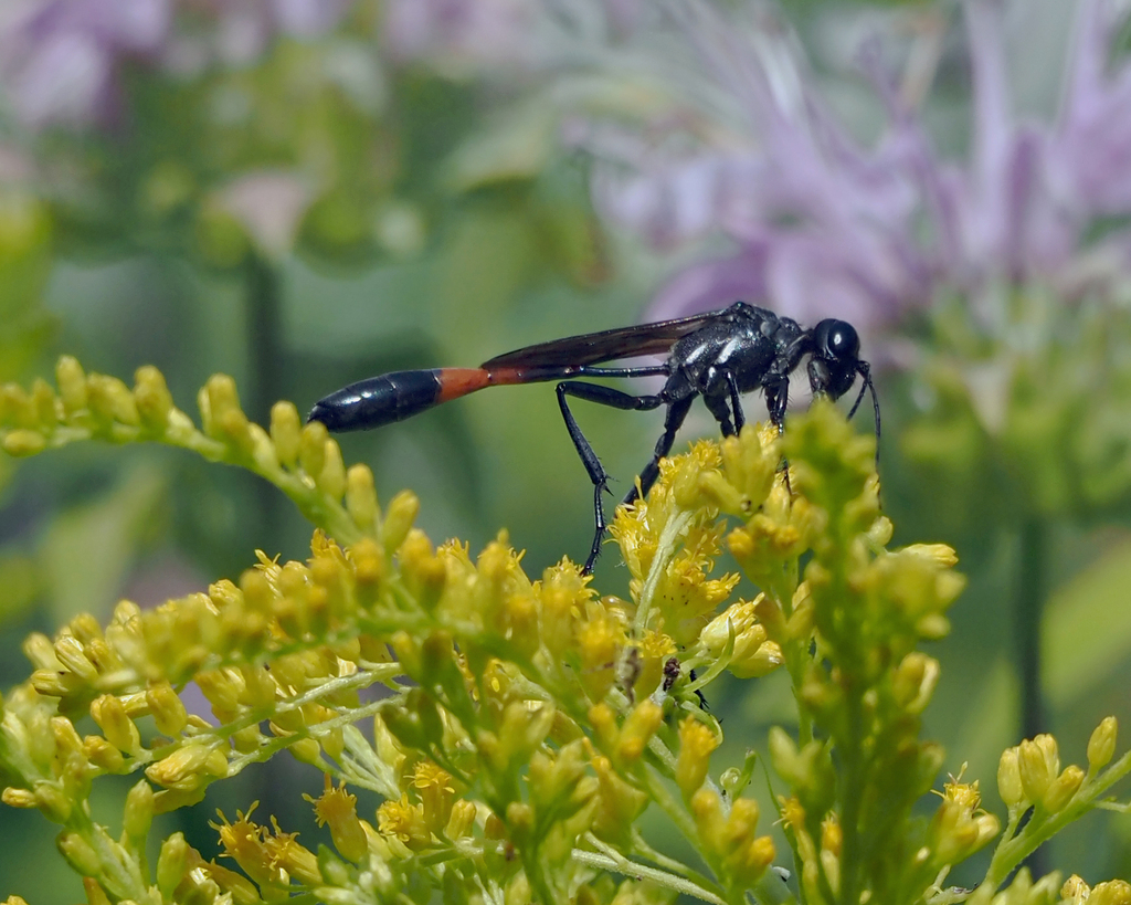 Common Thread-waisted Wasp from Salem, NH 03079, USA on July 17, 2024 ...