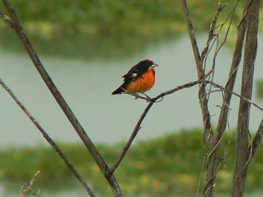 Rhodospingus cruentus (Aves de Guayaquil / Birds of Guayaquil ...