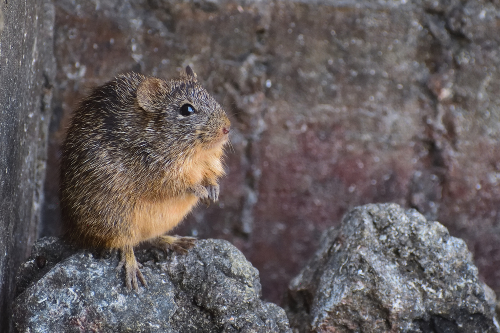 Tawny-bellied Cotton Rat (Sigmodon fulviventer) - Know Your Mammals