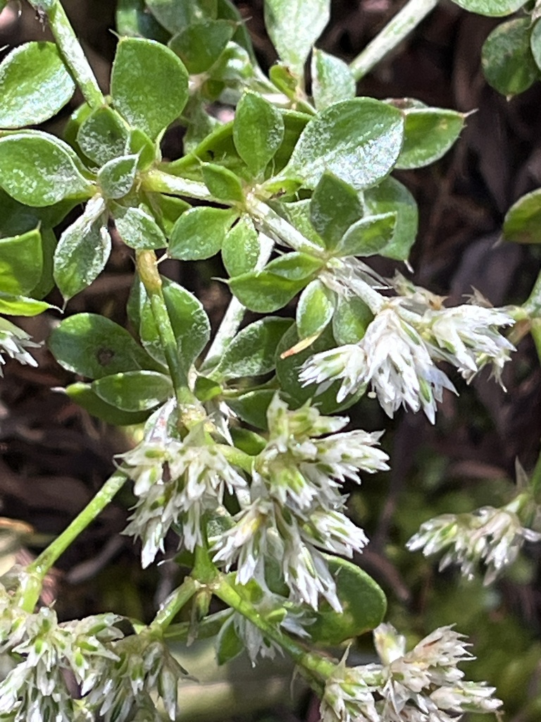 Polycarpaea from Santa Cruz de Tenerife, ES-CN, ES on July 17, 2024 at ...