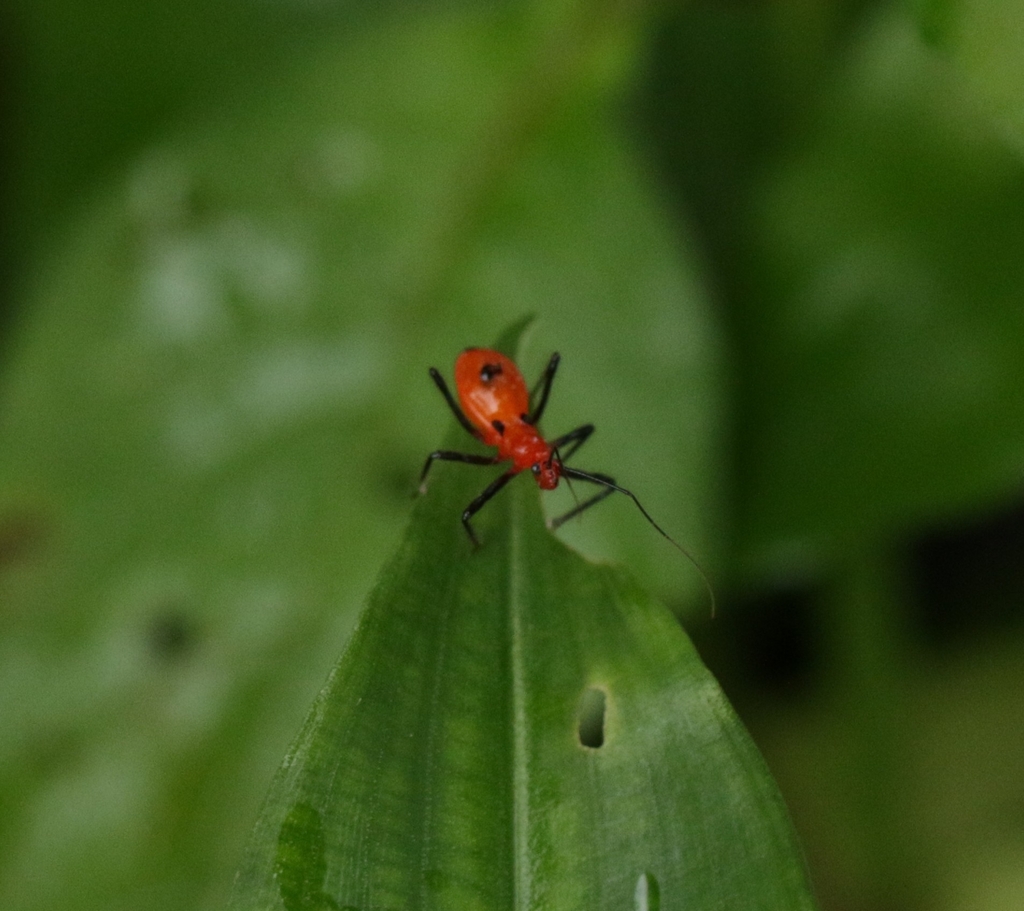 True Bugs from 8C2G+VX2, Konnakuzhy, Pariyaram, Kerala 680721, India on ...