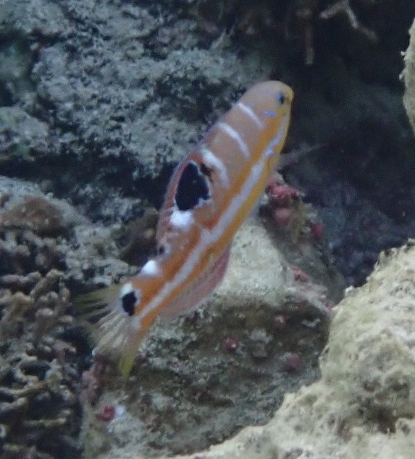 Puddingwife Wrasse from Caletón de la Majagua, La Romana, La Romana, DO ...