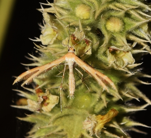 Marasmarcha oxydactylus · iNaturalist Ecuador