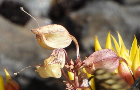 shy monkeyflower from Saddle Mountain State Natural Area on July 16 ...