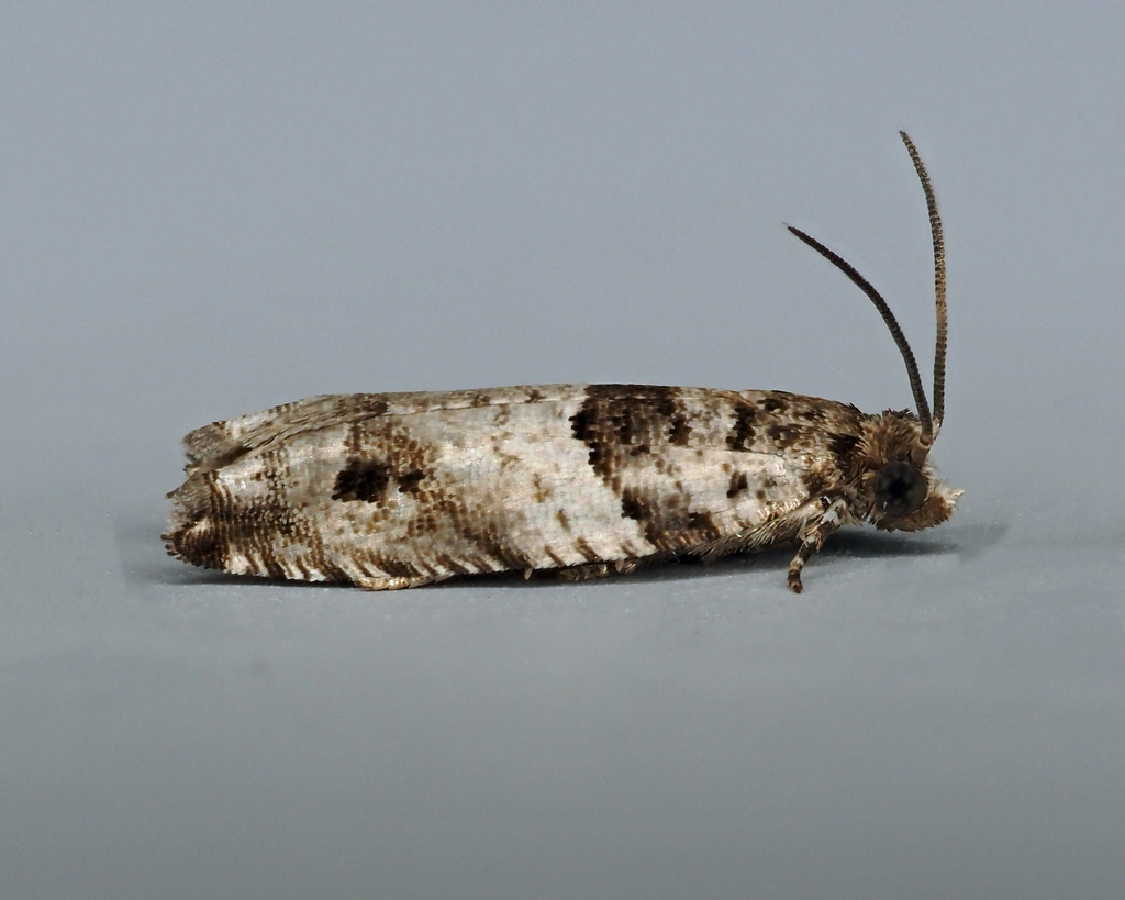 Winterberry Moth from Salem, NH 03079, USA on July 17, 2024 at 05:37 AM ...