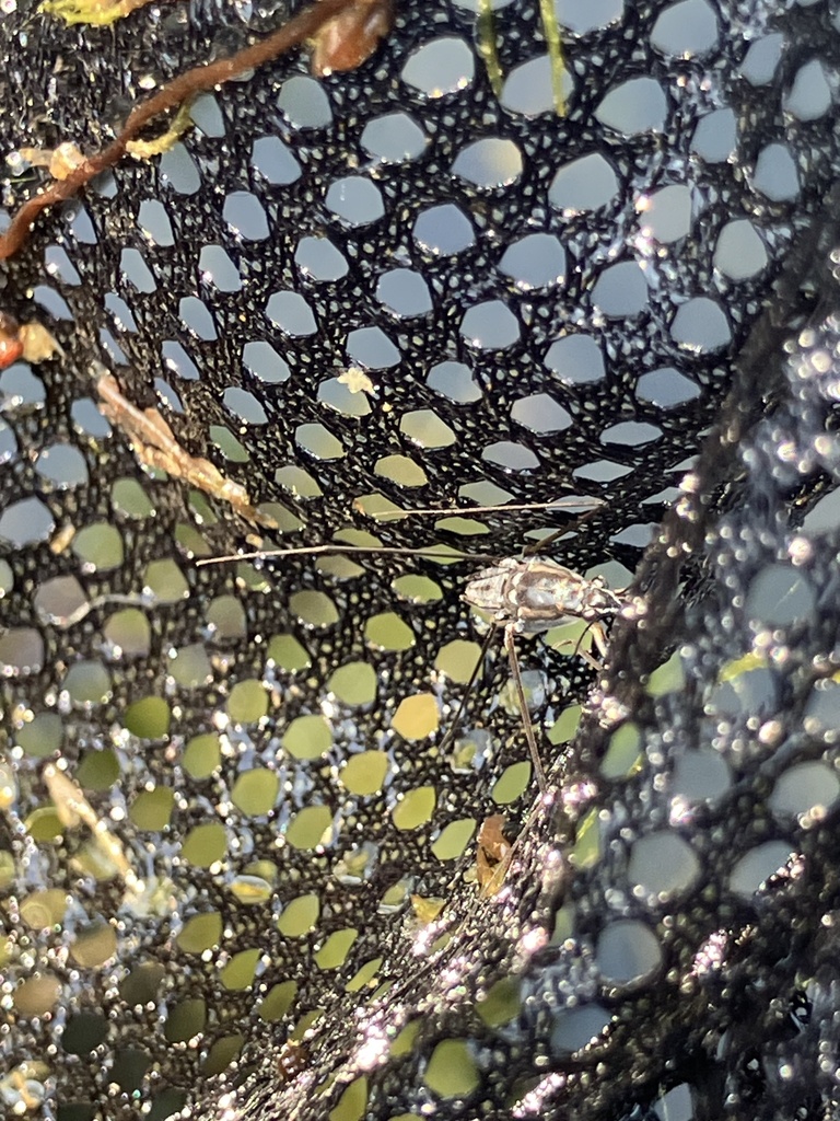 Water Striders from Wirth Lake, Golden Valley, MN, US on July 17, 2024 ...