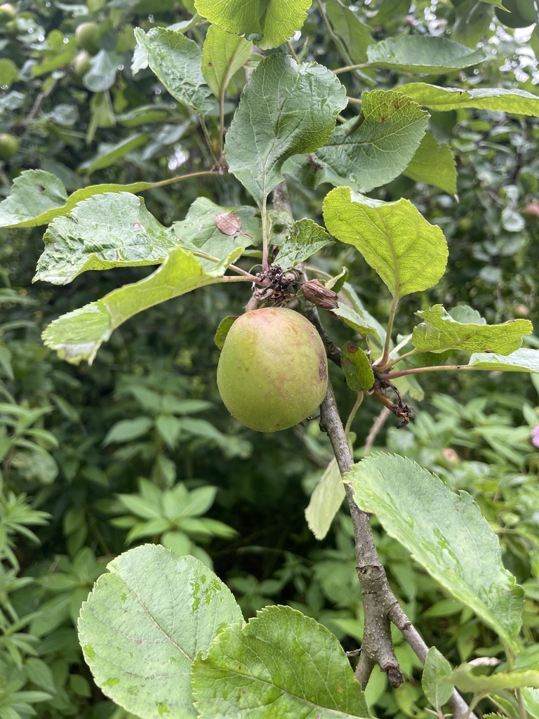 European Wild Apple from Whitefield, Manchester, England, GB on July 15 ...