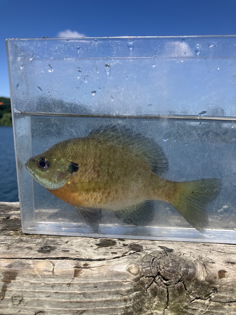 Northern Bluegill from Wirth Lake, Golden Valley, MN, US on July 17 ...