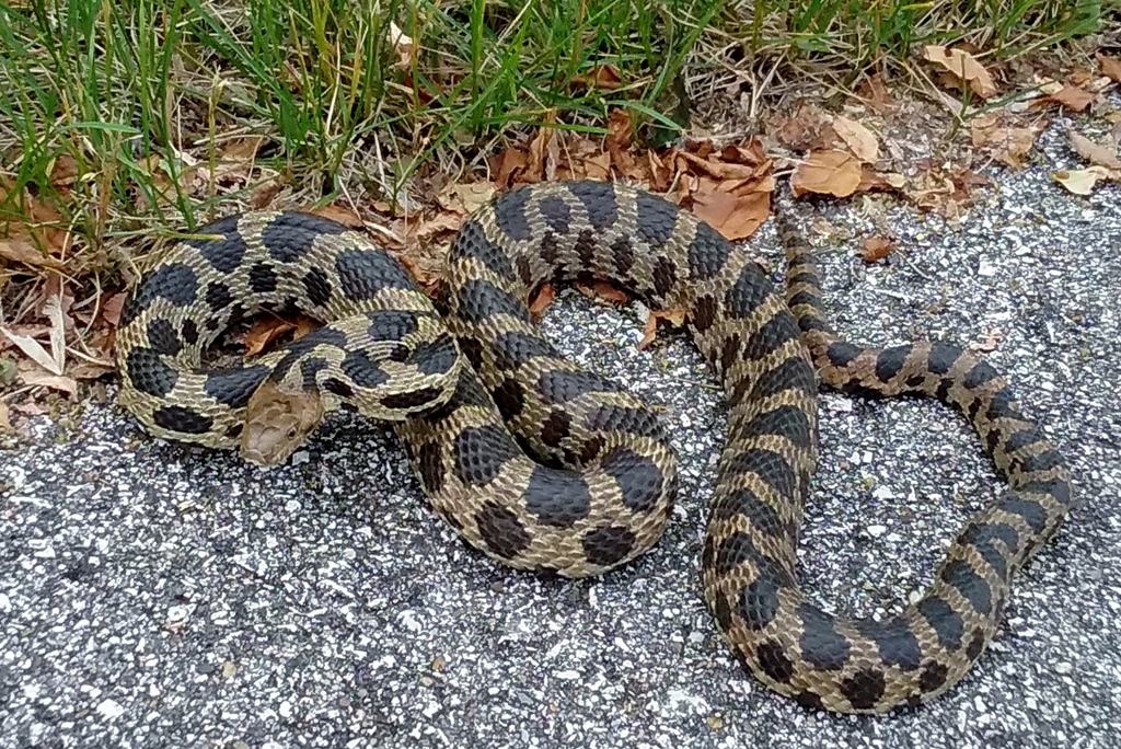 Western Foxsnake in June 2019 by ROGER W HEIDT. Estimate to be 3 feet ...
