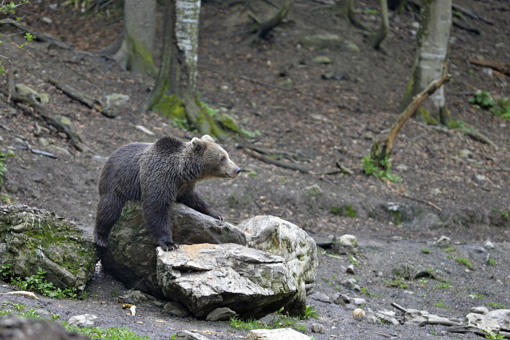 Brown Bear from Sinca, Romania on April 30, 2017 at 06:58 PM by Tom ...