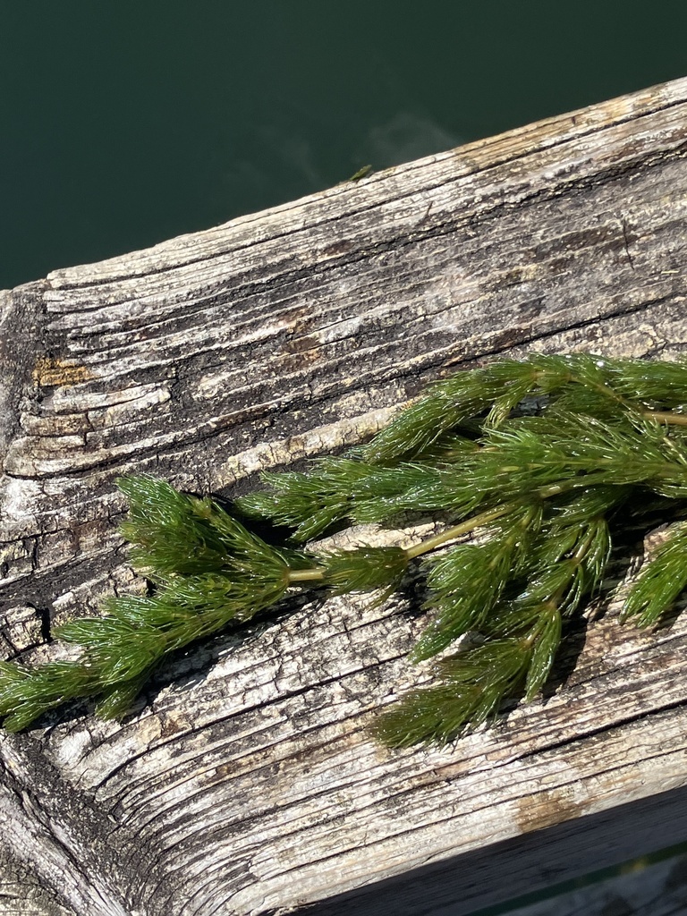 coontail from Wirth Lake, Golden Valley, MN, US on July 17, 2024 at 11: ...
