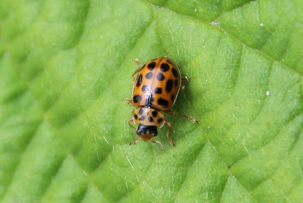 Water Ladybird from Buckpool and Fens Pool LNR, Dudley, UK on July 17 ...