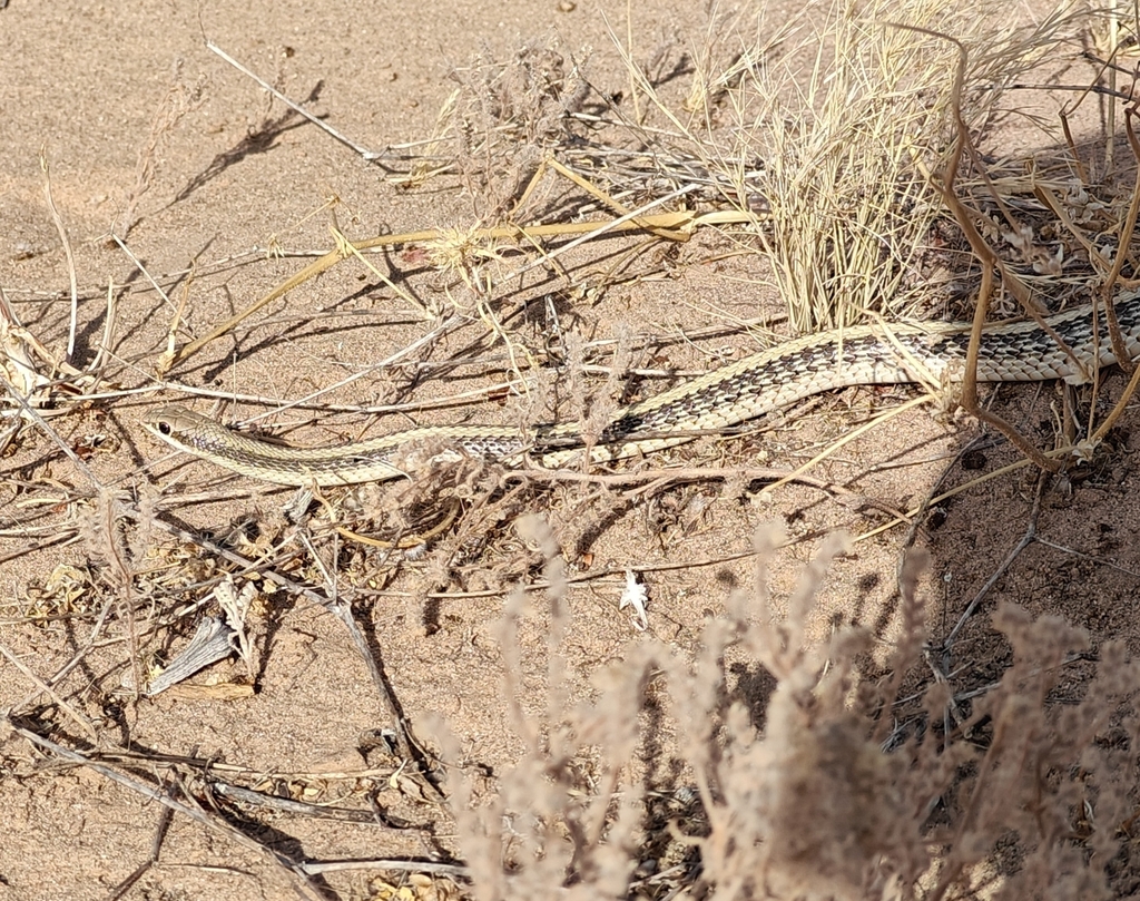 Western Patch-nosed Snake from Yuma, AZ, USA on July 15, 2024 at 08:47 ...