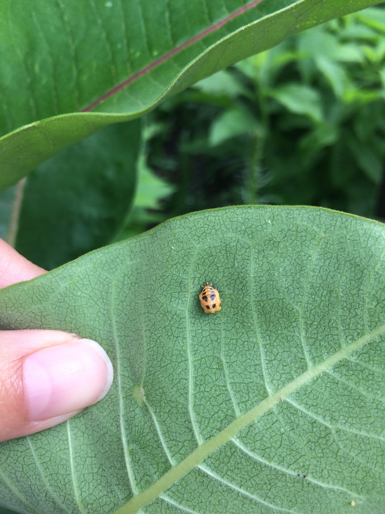 Asian Lady Beetle from Civic Center Park, Rockville, MD, US on June 23 ...