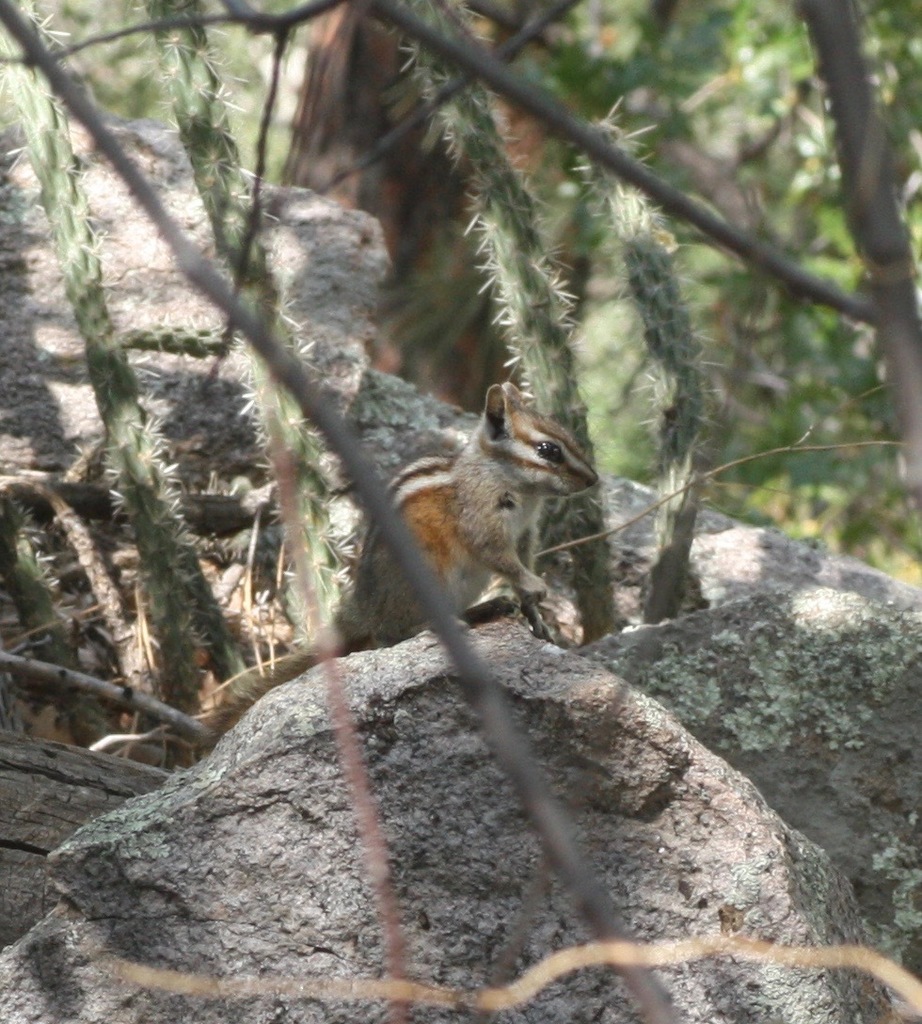 Organ Mountains Chipmunk (Neotamias quadrivittatus australis) - Know ...