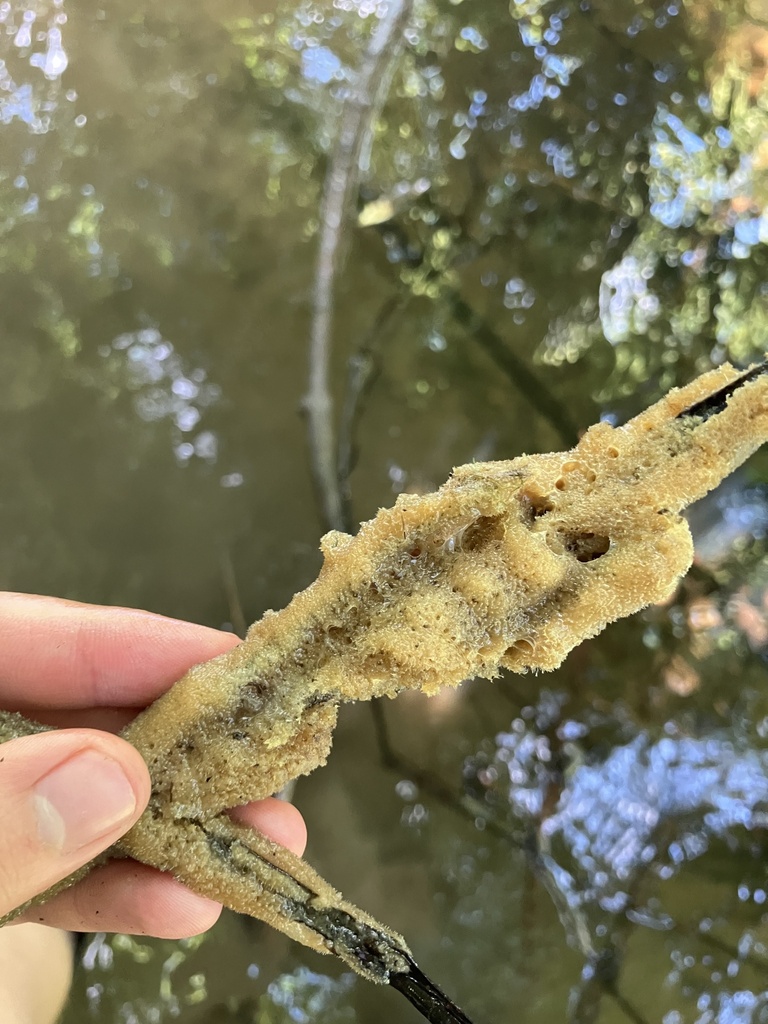 Lake Sponge from Theodore Wirth Regional Park, Minneapolis, MN, US on ...
