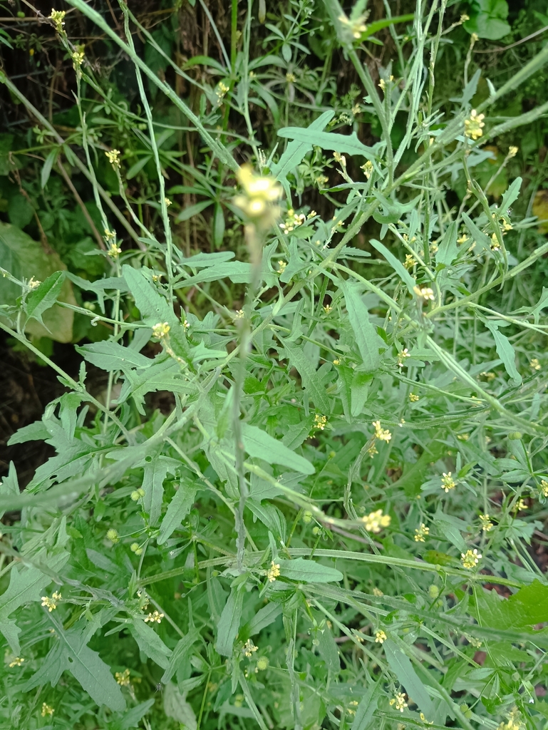Hedge mustard from Frankland Farm Bungalow, Durham DH1 5SJ, UK on July ...