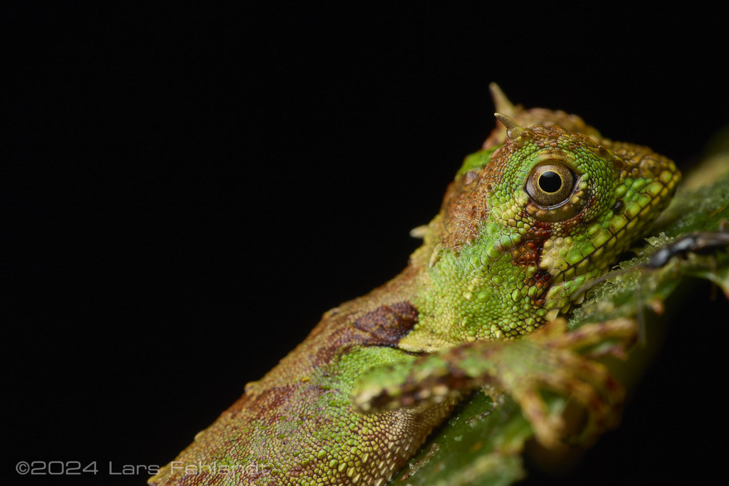 Sarawak Eyebrow Lizard from Bahagian Miri, Sarawak, Malaysia on April ...