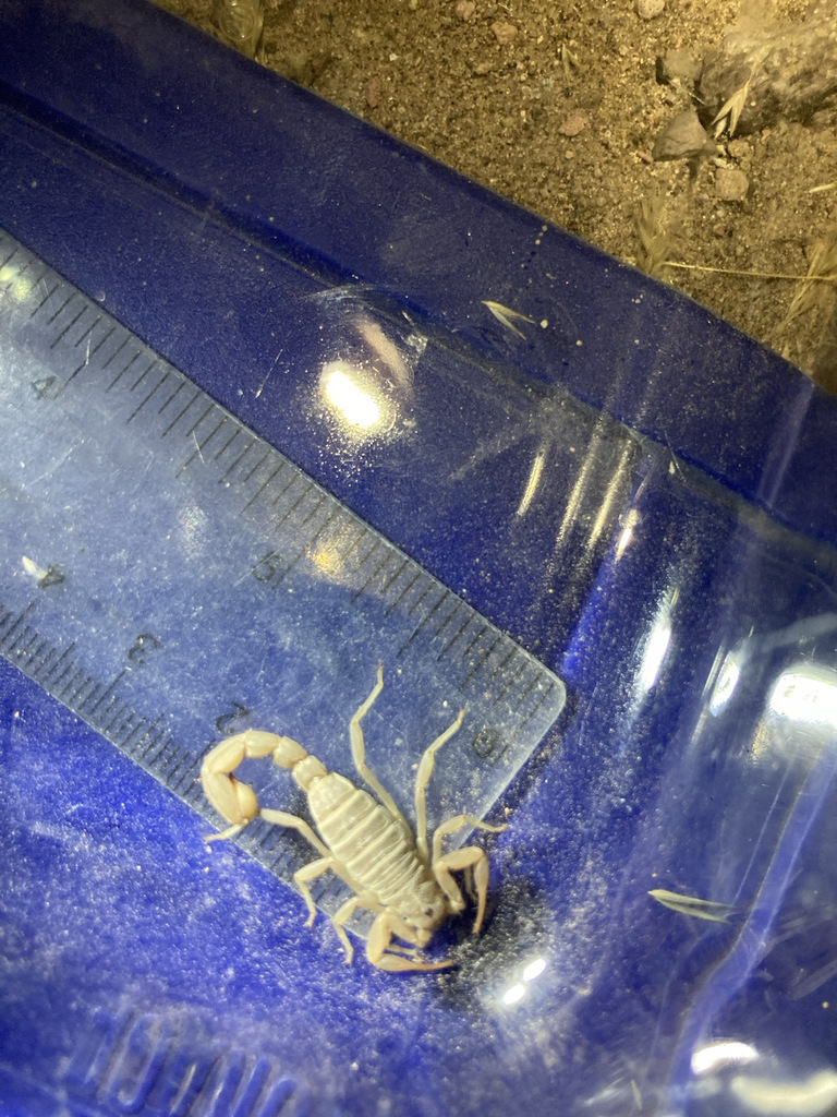 Yellow Devil Scorpion from Nye County, NV, USA on July 10, 2024 at 10: ...