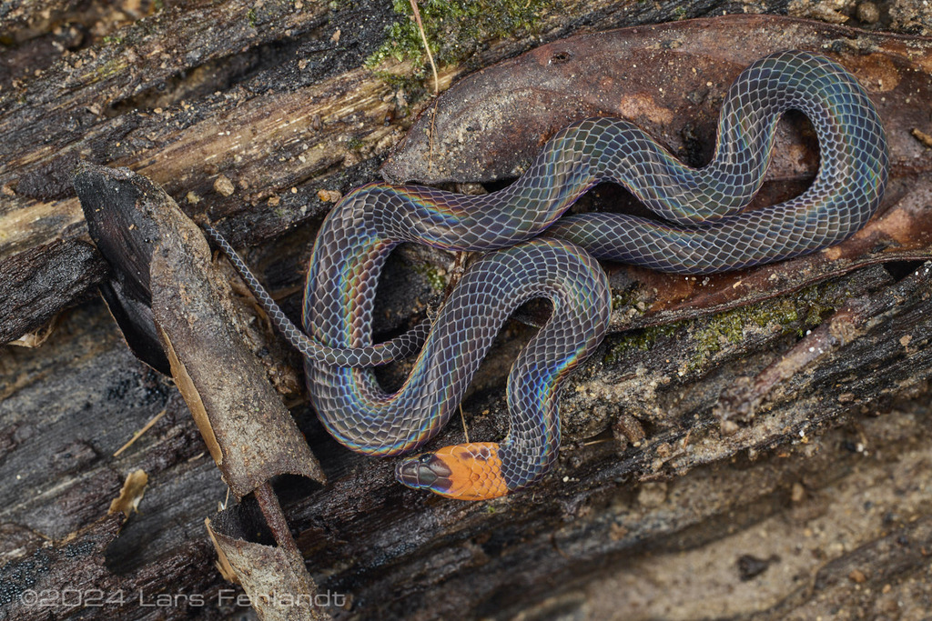 White-collared Reed Snake from Bahagian Miri, Sarawak, Malaysia on ...