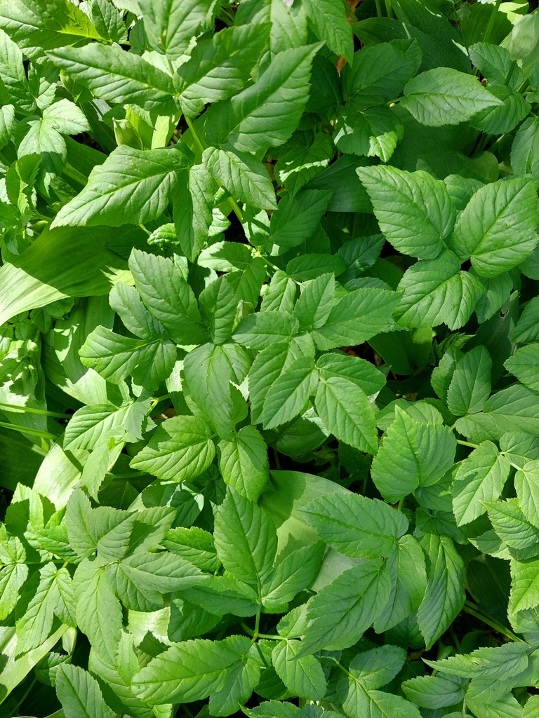 Goutweed from Caudle Green, Cheltenham GL53 9PR, UK on April 21, 2024 ...