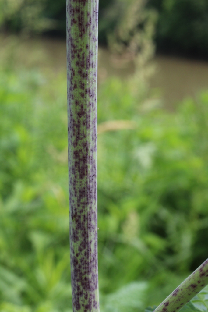 poison hemlock from The Ohio State University, Columbus, OH, USA on ...